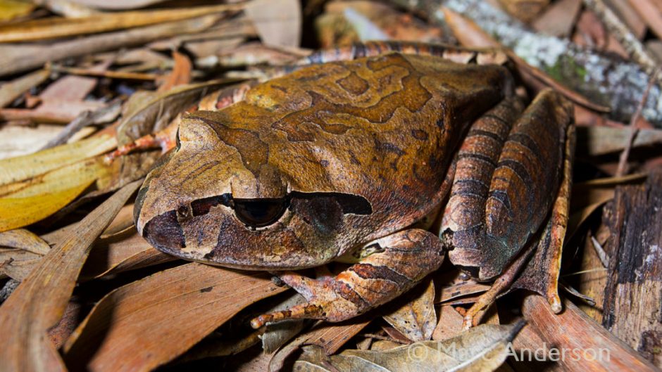Mottled Barred Frog Calls | Wildlife Sounds by Wild Ambience