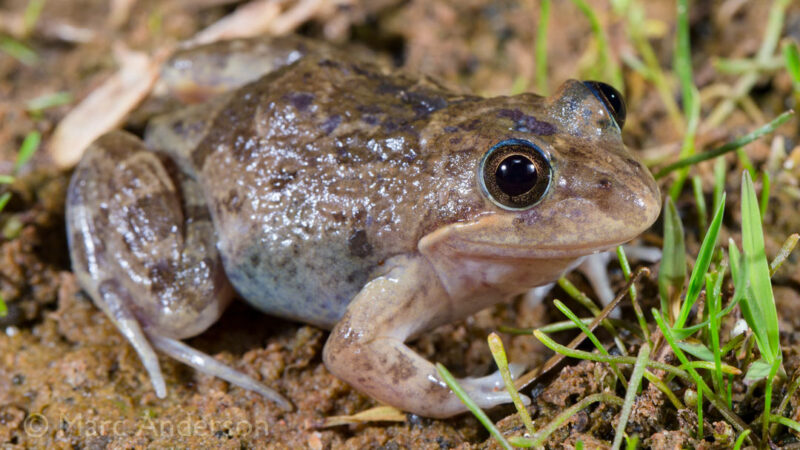 Frog Chorus in the Australian Outback - Nature Sounds