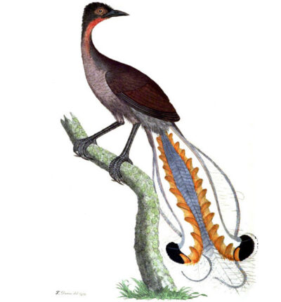 Superb Lyrebird - The Greatest Mimic | Wild Ambience Nature Sounds