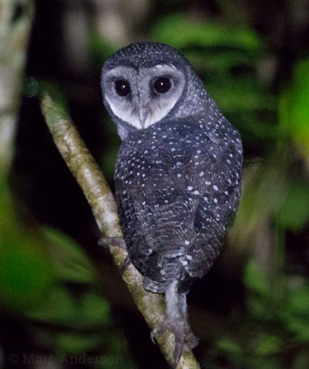 Lesser Sooty Owl Sounds & Calls | Wild Ambience Nature Sounds