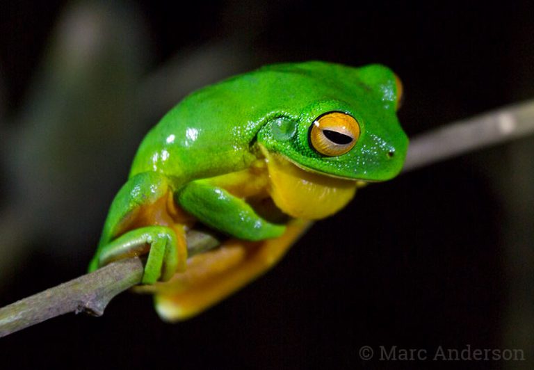 Orange-thighed Tree Frog Calls | Wild Ambience Nature Sounds