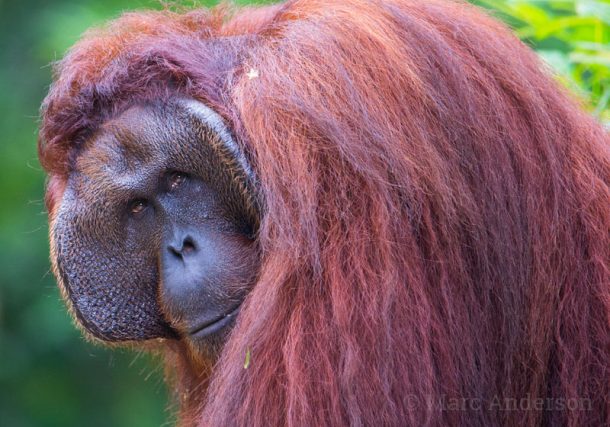 Orangutan Sounds & Calls | Wild Ambience Nature Sounds