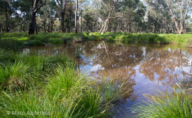 Giant Banjo Frog Calls | Wildlife Sounds by Wild Ambience