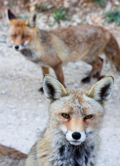 Red Fox Sound & Call | Wild Ambience Nature Sounds