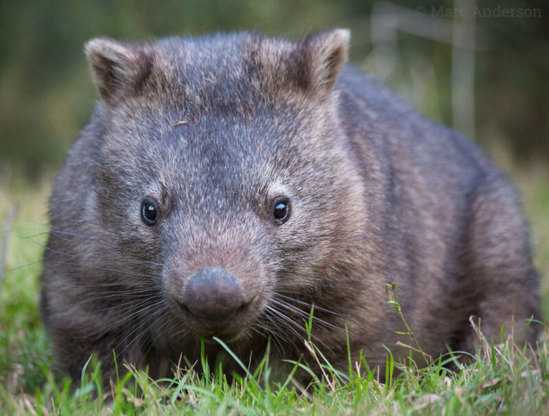 Wombat Sounds & Calls | Wild Ambience Nature Sounds