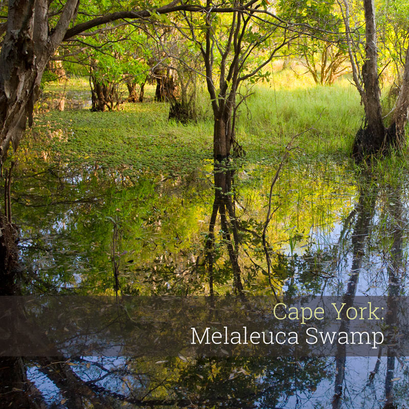 Cape York: Melaleuca Swamp - Wild Ambience Nature Sounds