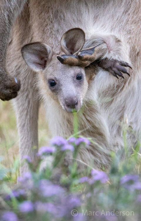 Kangaroo Sounds & Calls | Wild Ambience Nature Sounds