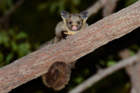 Yellow-bellied Glider Sounds & Calls - Wild Ambience Nature Sounds