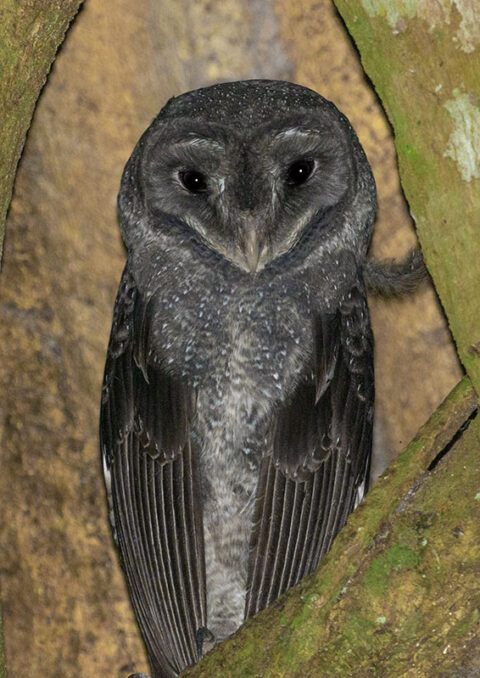 Greater Sooty Owl Sounds & Calls | Wild Ambience Nature Sounds