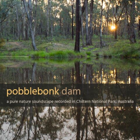 Eastern Banjo Frog (Pobblebonk) Calls | Wildlife Sounds by Wild Ambience