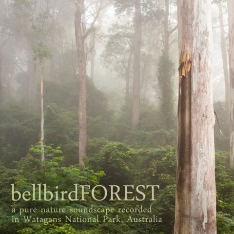 Bell Miner (Bellbird) Sounds & Calls | Wild Ambience Nature Sounds