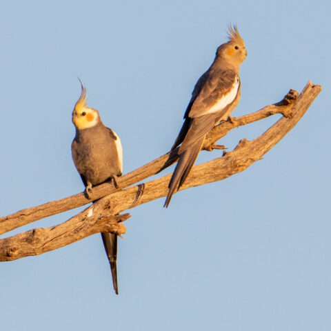 Cockatiel - Sounds & Calls | Wild Ambience Nature Sounds
