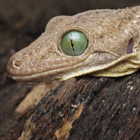 Large Forest Gecko Sounds & Calls | Wild Ambience Nature Sounds