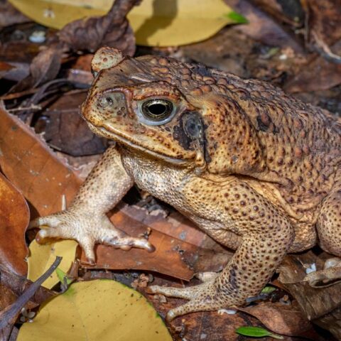 Cane Toad Sounds & Calls | Wild Ambience Nature Sounds