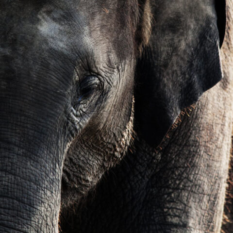 Asian Elephant Sounds & Calls | Wild Ambience Nature Sounds