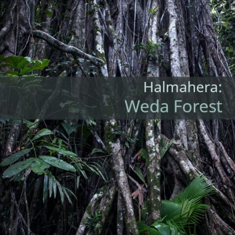 Halmahera: Weda Forest - Wild Ambience Nature Sounds