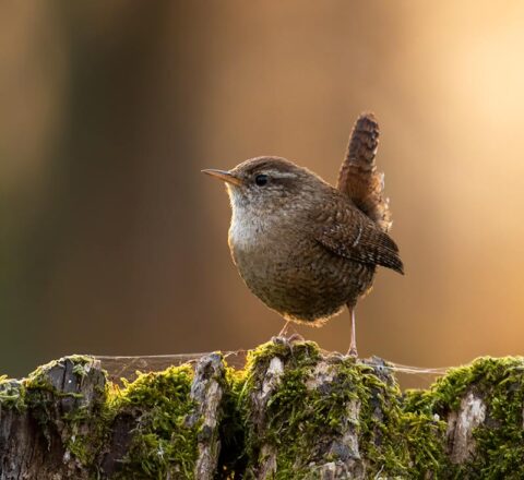 Eurasian Wren Song & Calls | Wild Ambience Nature Sounds