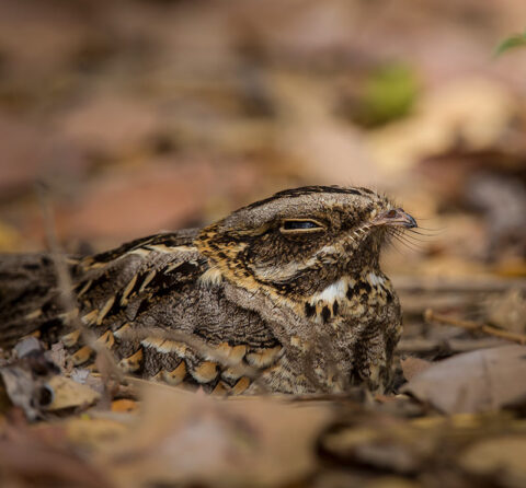 Large-tailed Nightjar Calls & Sounds | Wild Ambience Nature Sounds