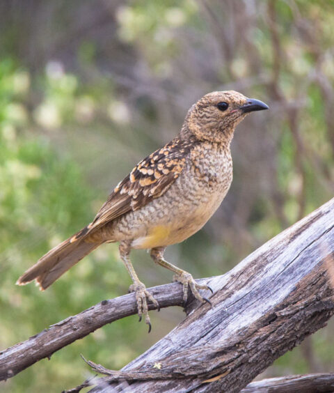 Spotted Bowerbird Sounds & Calls | Wild Ambience Nature Sounds