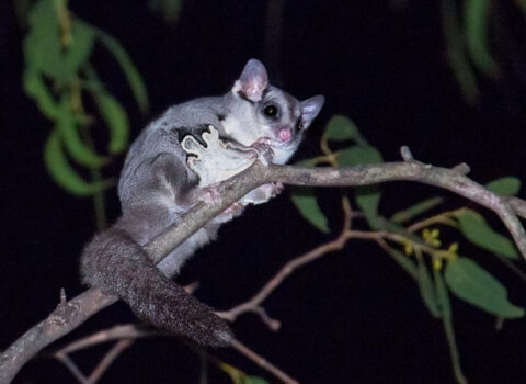 Sugar Glider Calls & Sounds | Wild Ambience Nature Sounds