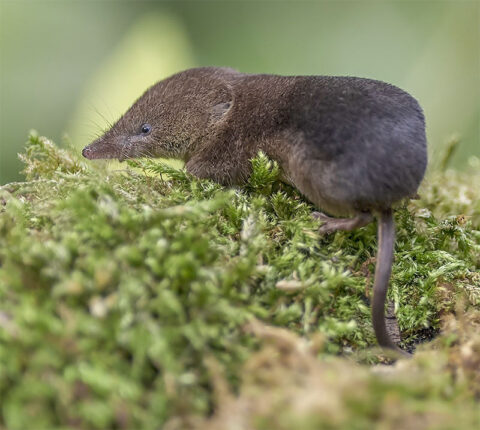 Shrew Sounds & Calls | Wild Ambience Nature Sounds