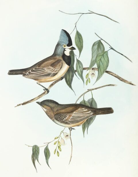 Crested Bellbird Calls & Song | Wild Ambience Nature Sounds