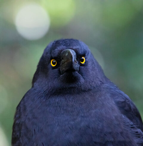 Black Currawong Calls & Sounds | Wild Ambience Nature Sounds