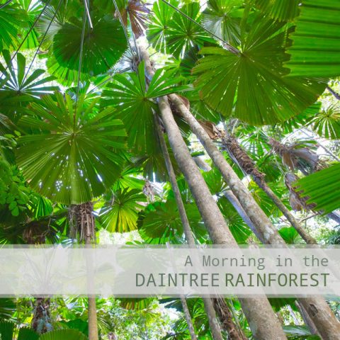 A Morning in the Daintree Rainforest - Wild Ambience Nature Sounds