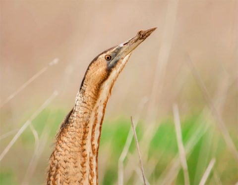 Eurasian Bittern Call & Sounds | Wildlife Sounds by Wild Ambience