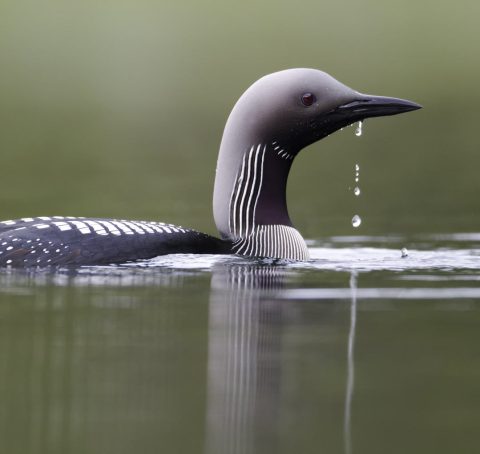 Black-throated Loon Call & Sounds | Wildlife Sounds by Wild Ambience