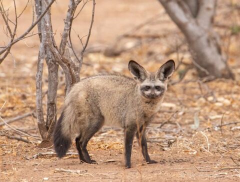 Bat-eared Fox Sounds & Calls | Wild Ambience Nature Sounds