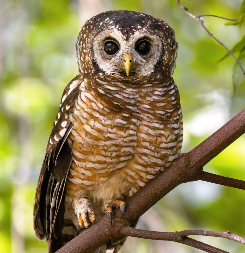 African Wood Owl Call & Sounds | Wild Ambience Nature Sounds