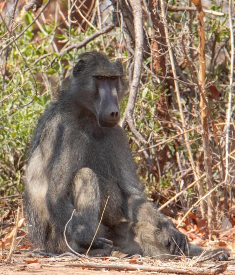 Baboon Sounds & Calls | Wild Ambience Nature Sounds