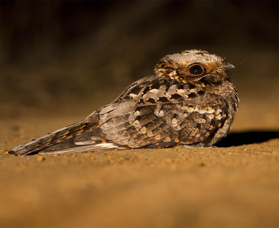 Fiery-necked Nightjar Call & Sounds | Wild Ambience Nature Sounds