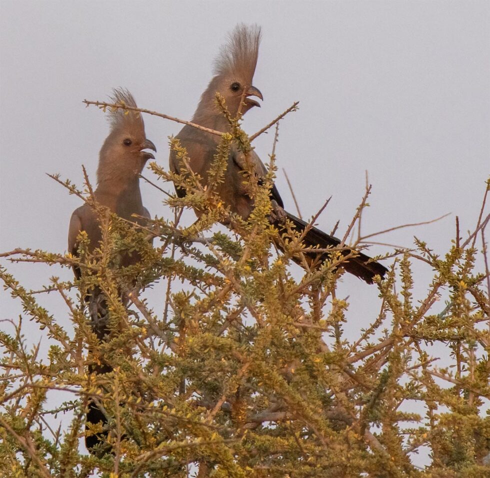 Grey Go-Away-Bird Call & Sounds | Wild Ambience Nature Sounds