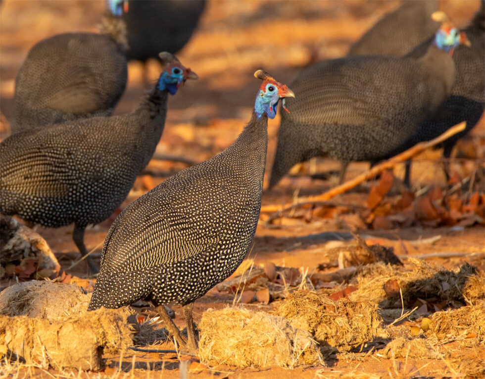 Helmeted Guineafowl Call & Sounds | Wild Ambience Nature Sounds