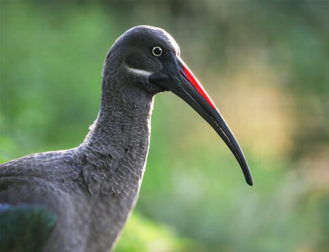 Hadada Ibis Call & Sounds | Wild Ambience Nature Sounds