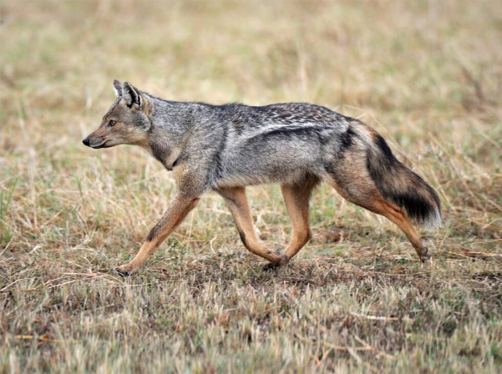 Side-striped Jackal Sounds & Calls | Wild Ambience Nature Sounds