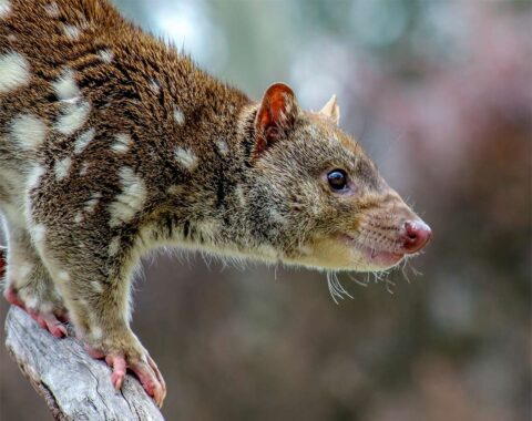 Spotted-tailed Quoll Sounds | Wild Ambience Nature Sounds