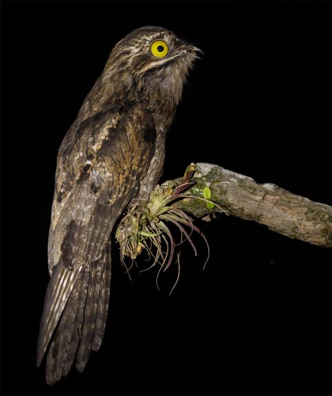 Common Potoo Sounds & Calls | Wild Ambience Nature Sounds