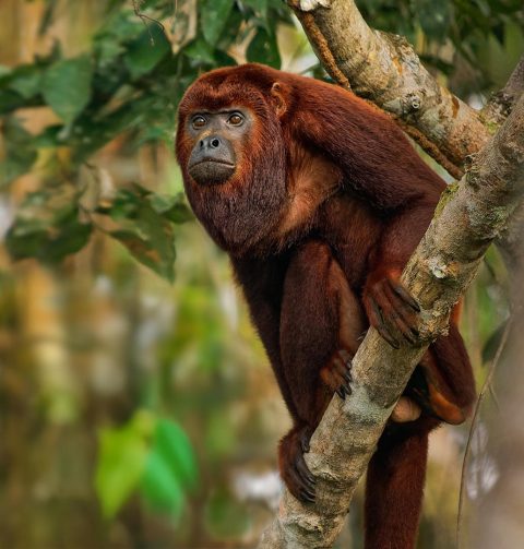 Howler Monkey Sounds & Calls | Wild Ambience Nature Sounds