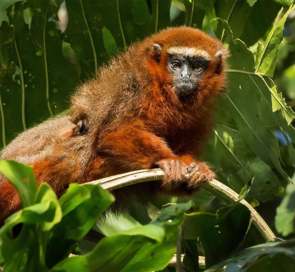 White-tailed Titi Monkey Sounds & Calls | Wild Ambience Nature Sounds
