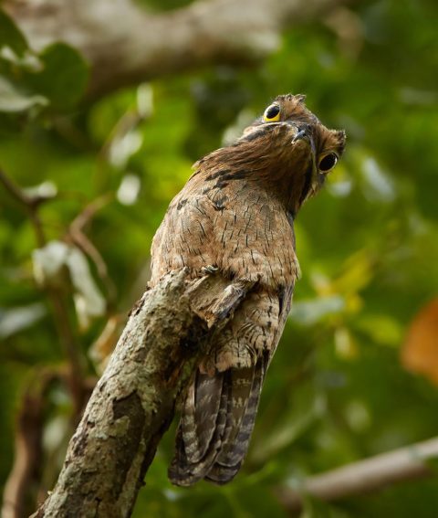 Common Potoo Sounds & Calls | Wild Ambience Nature Sounds