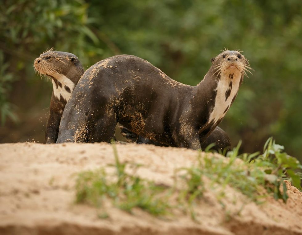 Giant Otter Sounds & Calls | Wild Ambience Nature Sounds