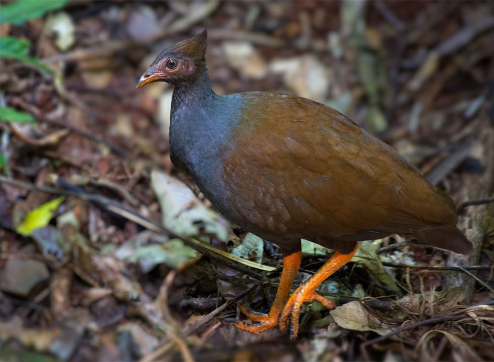 Orange-footed Scrubfowl Calls & Sounds | Wild Ambience Nature Sounds