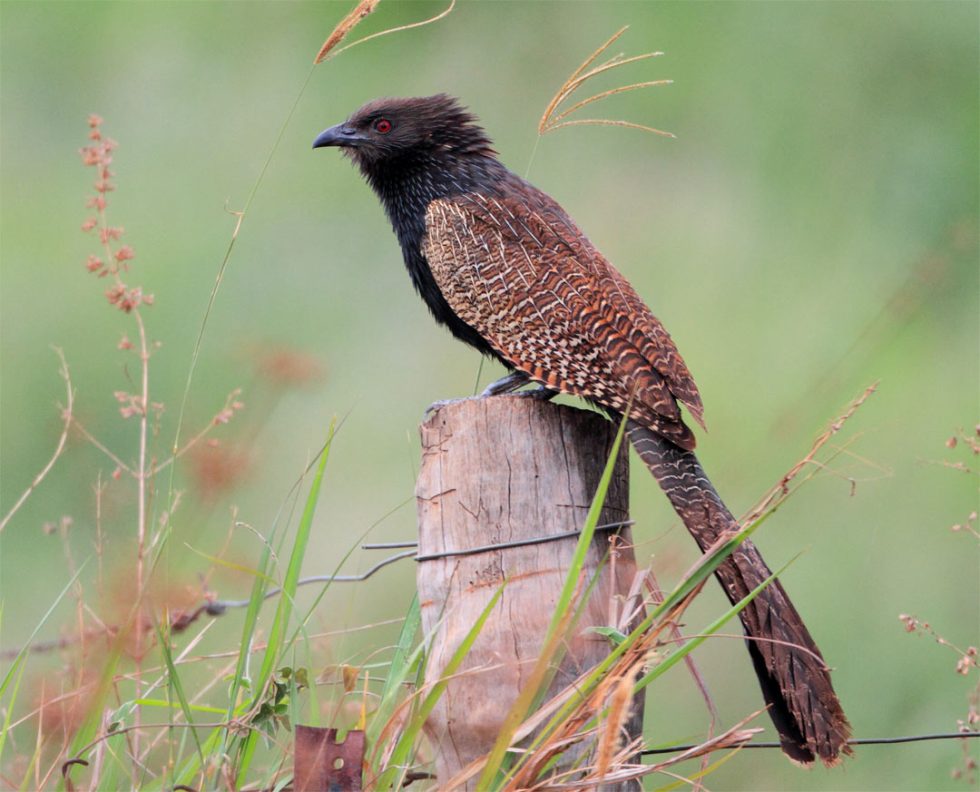Pheasant Coucal Calls & Sounds | Wild Ambience Nature Sounds