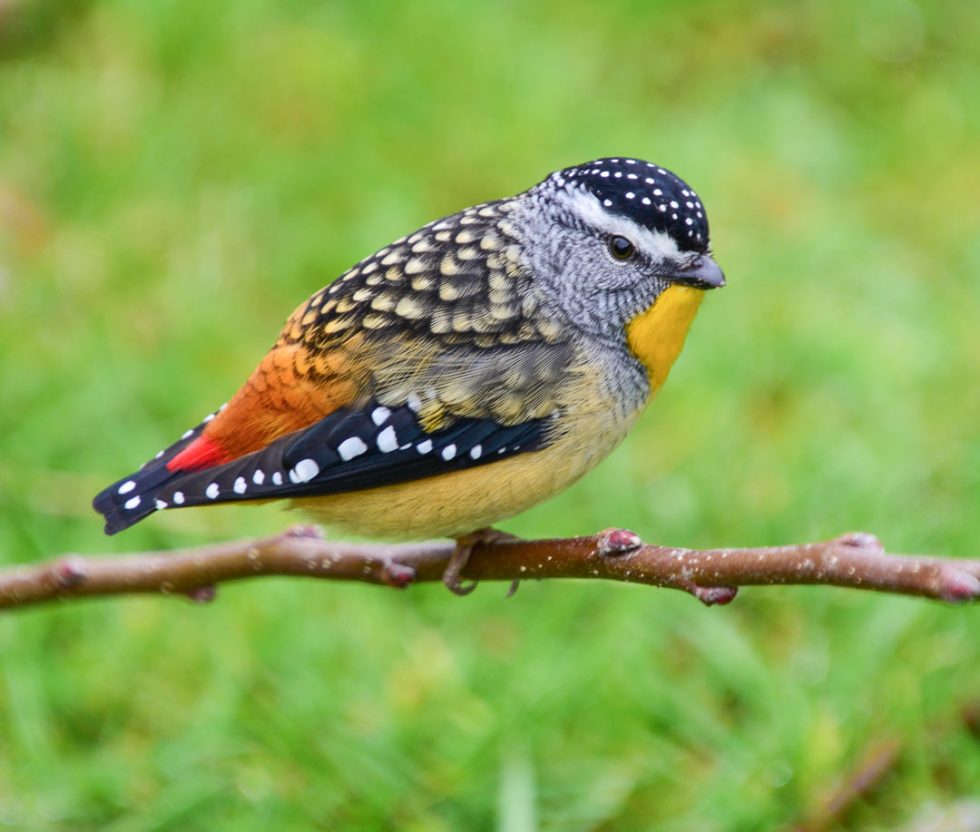 Spotted Pardalote Calls & Sounds | Wild Ambience Nature Sounds