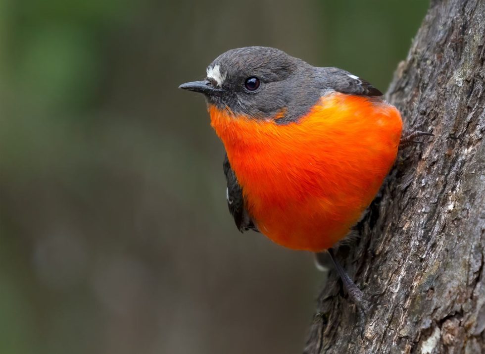 Flame Robin Calls & Sounds | Wild Ambience Nature Sounds